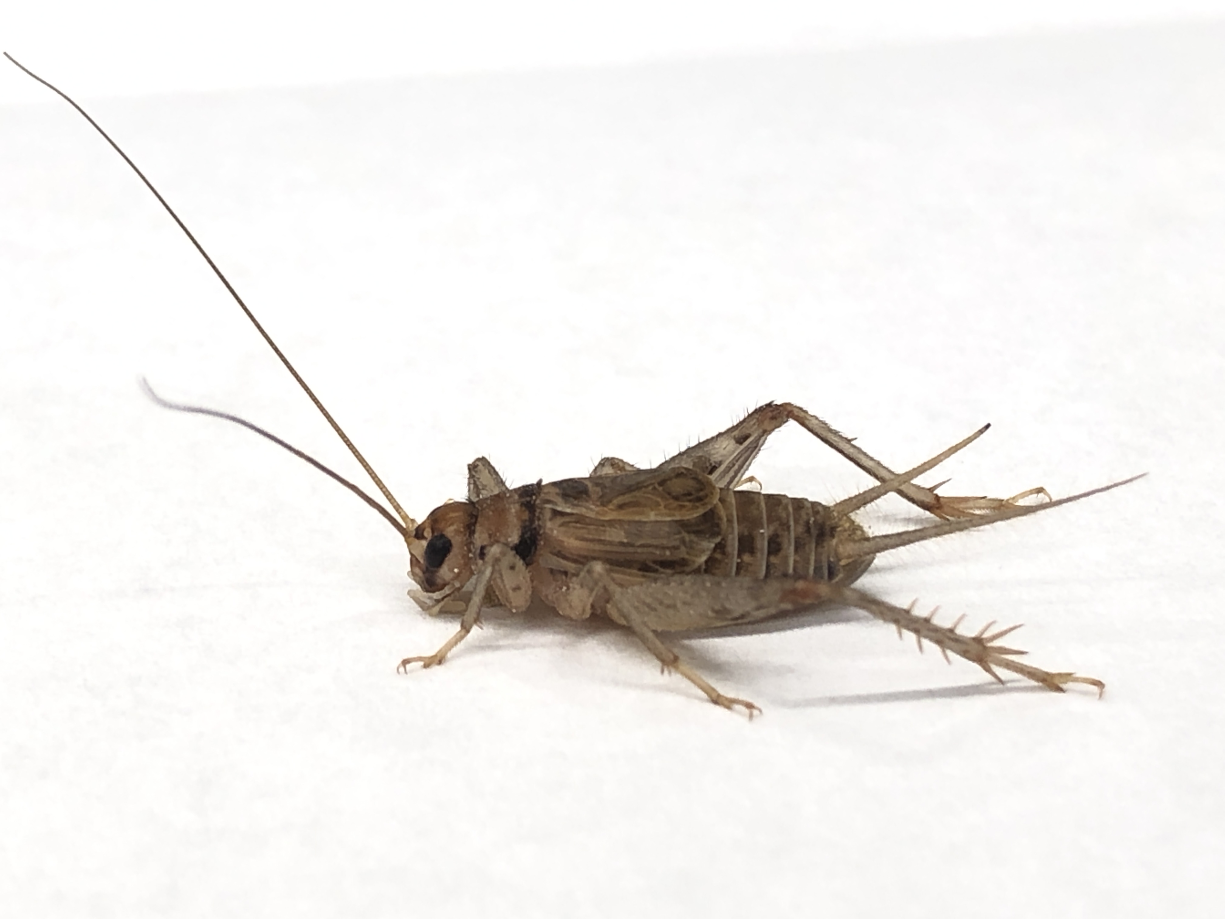 Insect farming for food and feed | Jacinta's Website