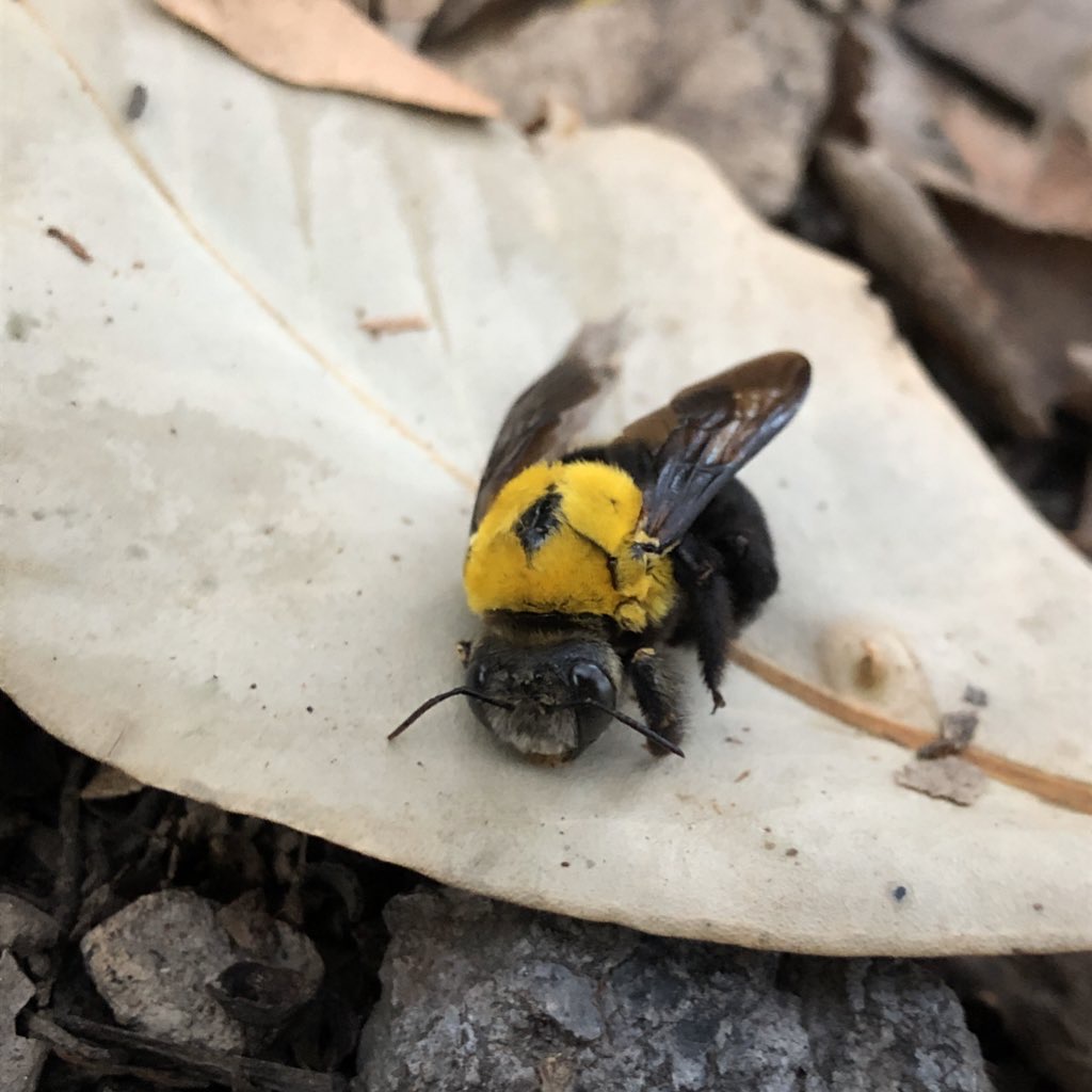 Mechanistic models for predicting insect responses to climate change | Jacinta's Website